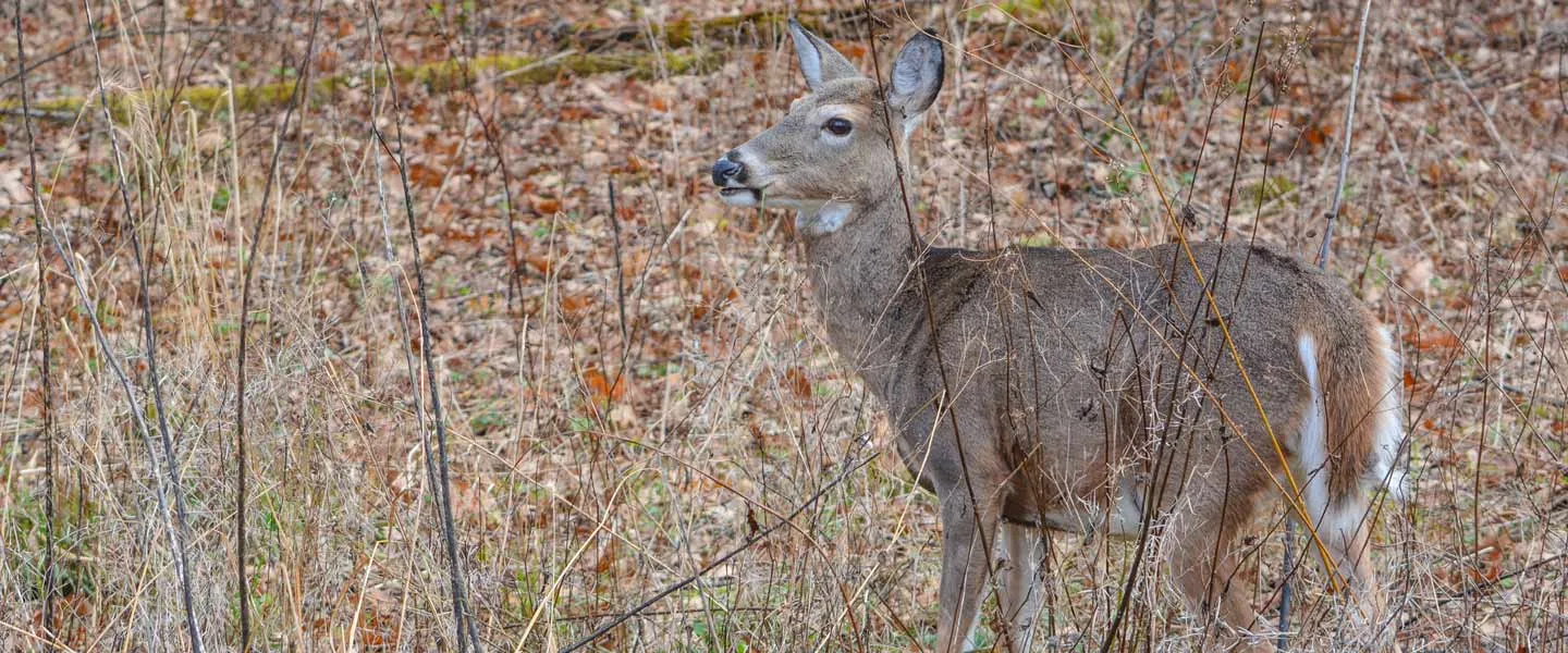 Your Guide to Virginia Wildlife Encounters in Blue Ridge Mountains
